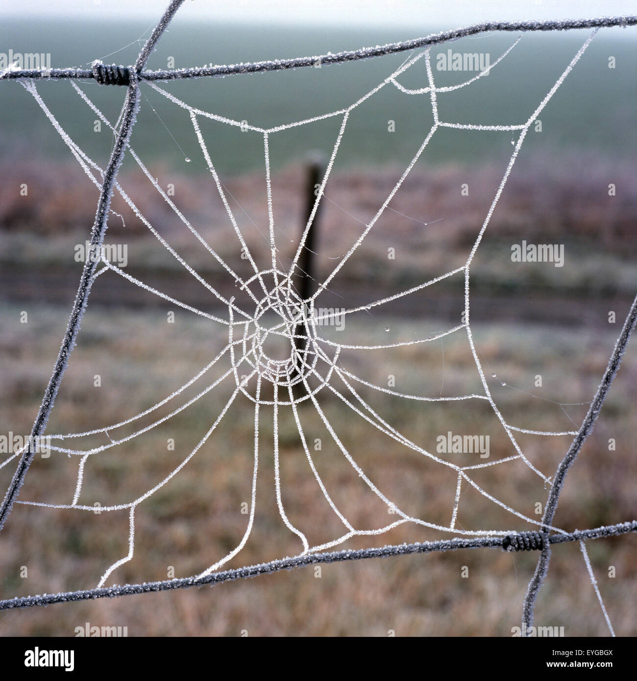 Radspinnennetze hi-res stock photography and images - Alamy
