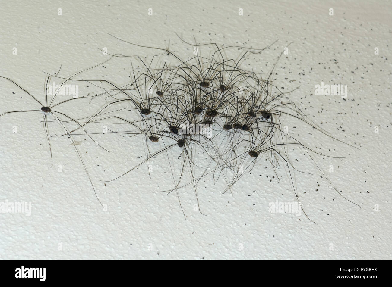 Weberknecht, Neue Weberknecht-Art, Leiobunum, Gebaeudewand, Wiesbaden ...