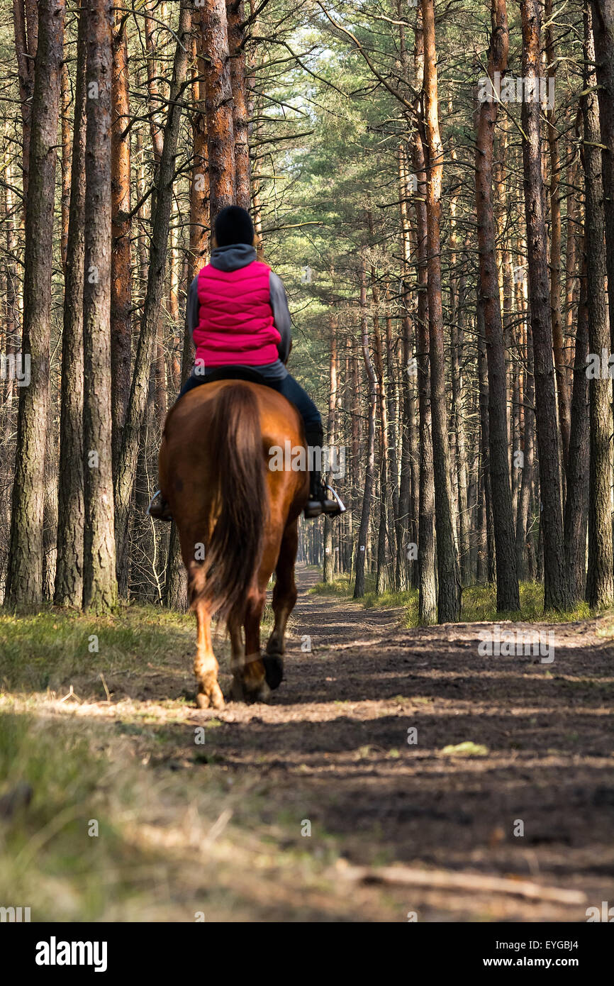 Woman on the horse riding in the forest Stock Photo - Alamy
