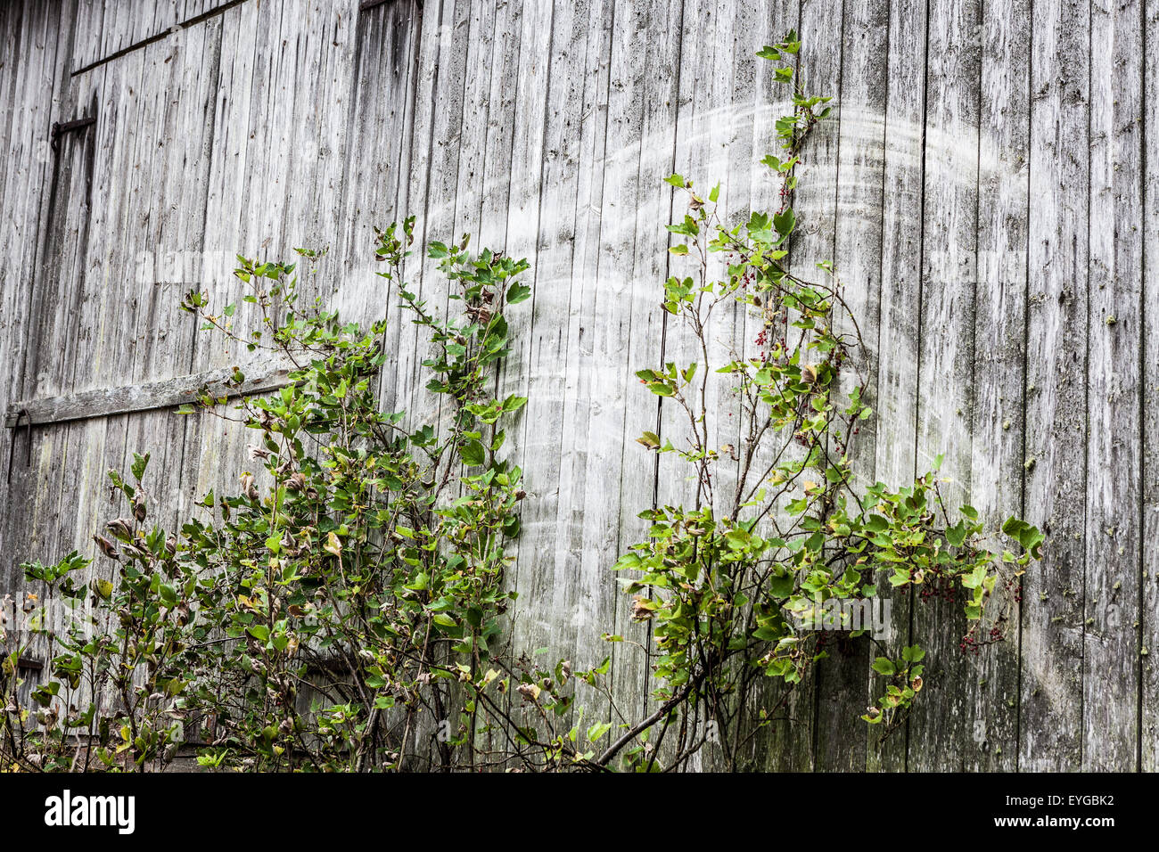 Grey barn hi-res stock photography and images - Alamy