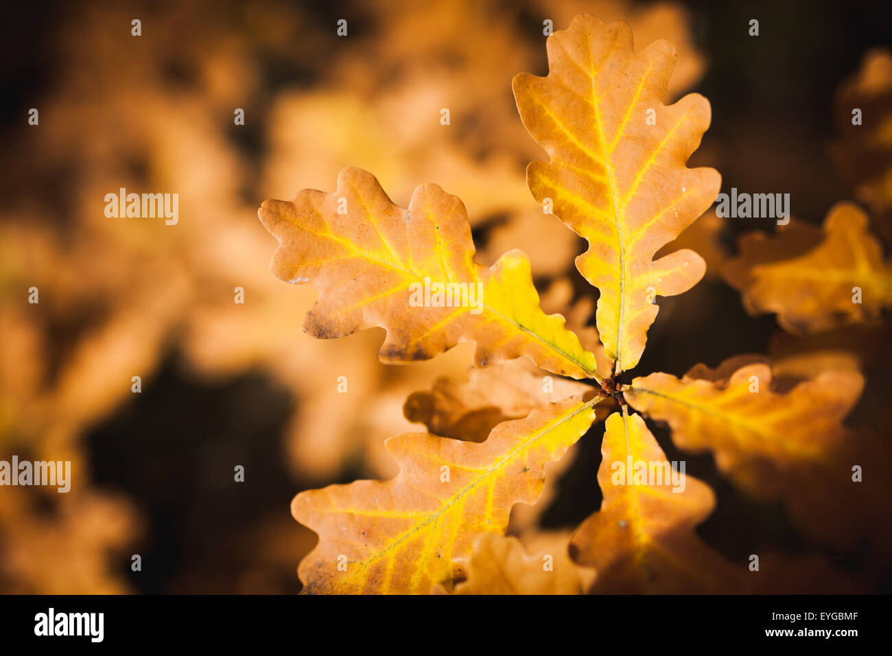 September leaf hi-res stock photography and images - Alamy