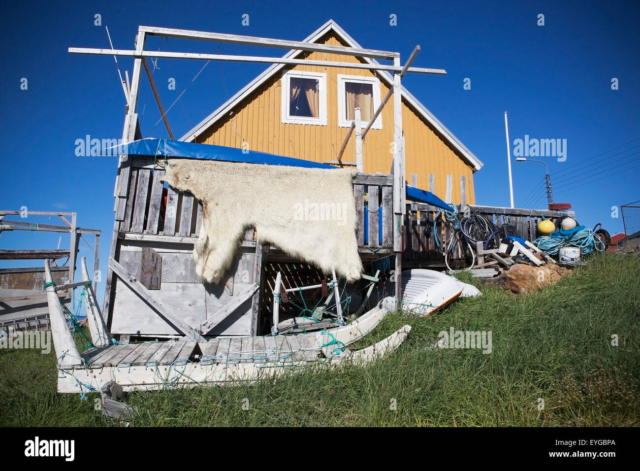 Denmark, Greenland, Polar bear skin; Upernarvik Stock Photo - Alamy
