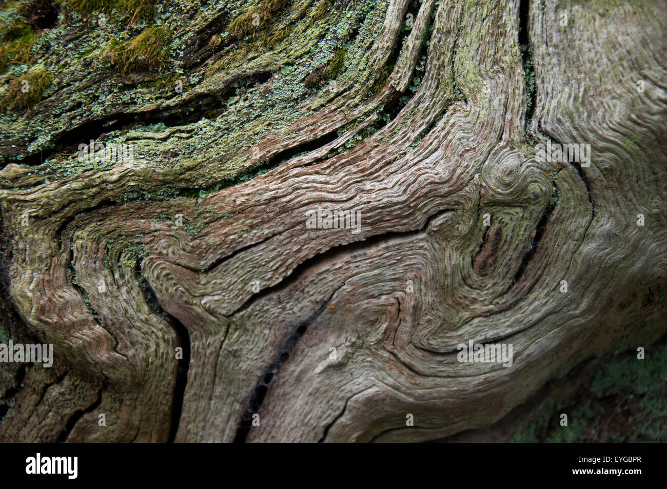 A gnarled old tree stump at Sherwood Forest National Nature Reserve ...