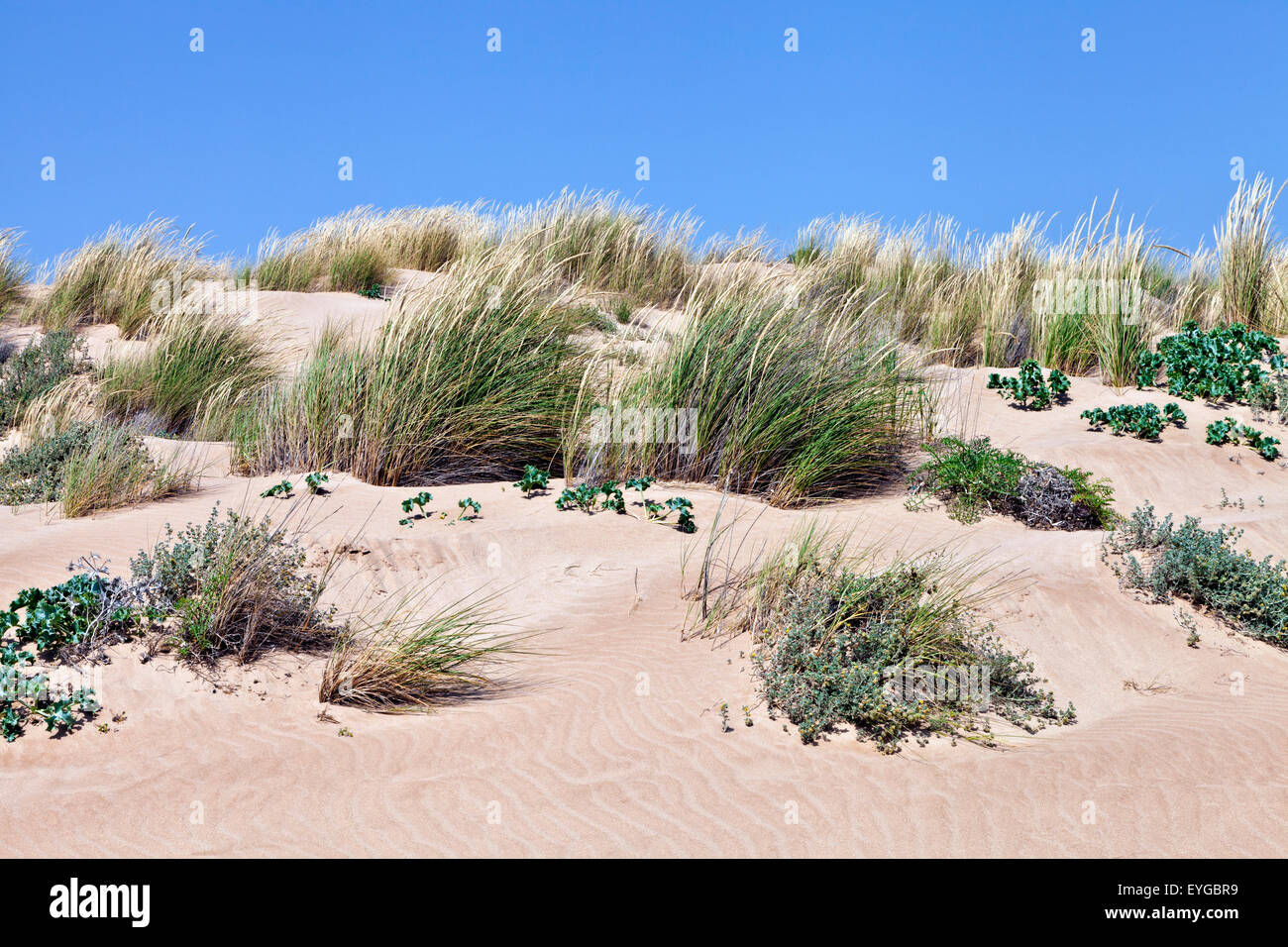 Grasses sand plants coast hi-res stock photography and images - Alamy