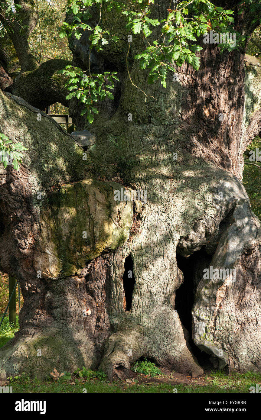 An old tree Sherwood Forest National Nature Reserve, Edwinstowe ...