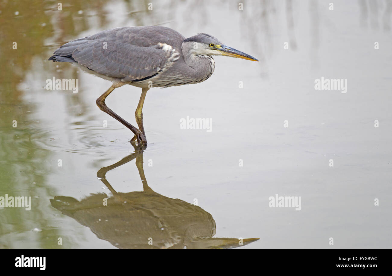 Reflective pose hi-res stock photography and images - Alamy