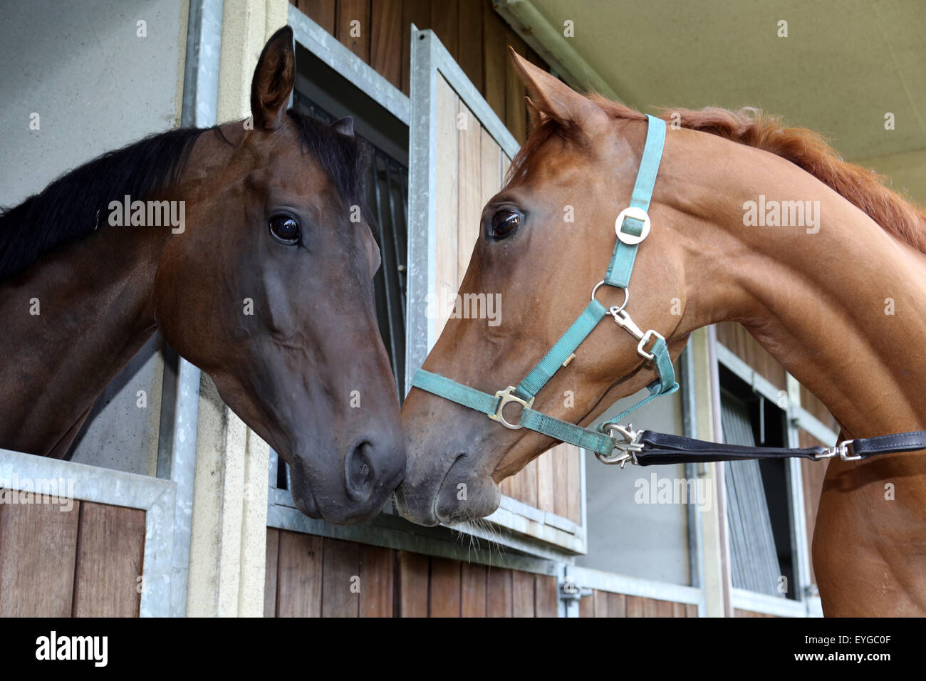 Hamburg, Germany, horses nuzzle up Stock Photo - Alamy