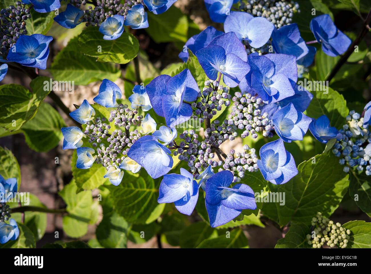 Lace cap hydrangea hi-res stock photography and images - Alamy