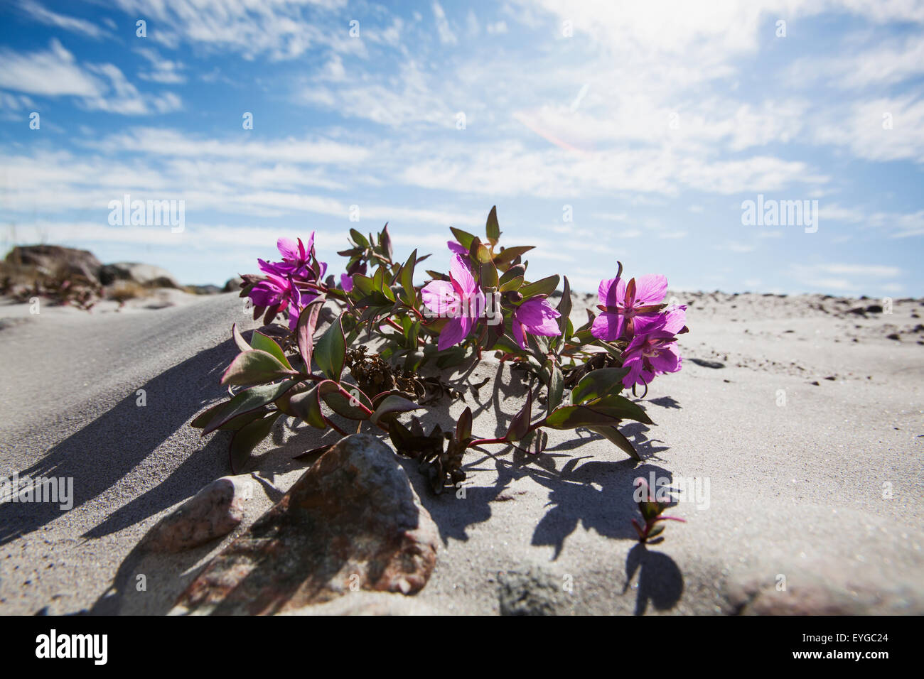 Chameron latifolium hi-res stock photography and images - Alamy