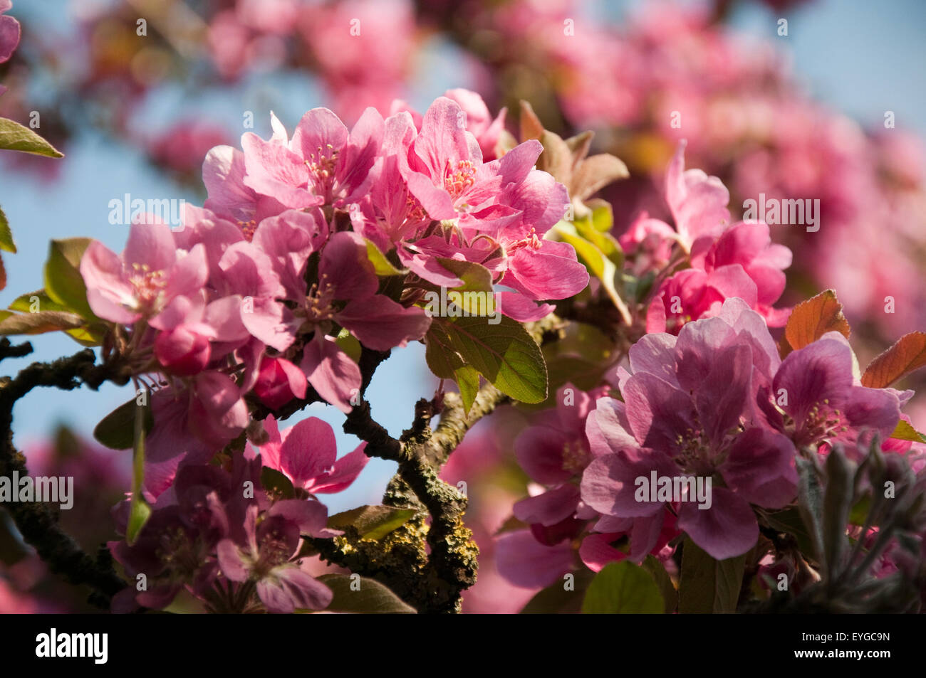 Spring blossom at the Arboretum City Park in Nottingham ...