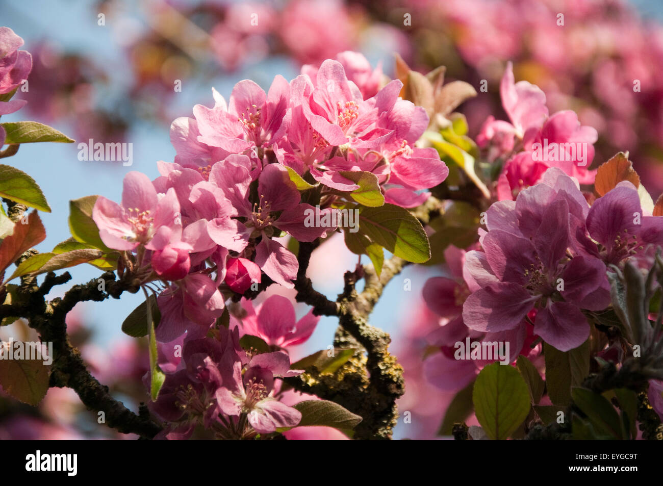 Spring blossom at the Arboretum City Park in Nottingham ...
