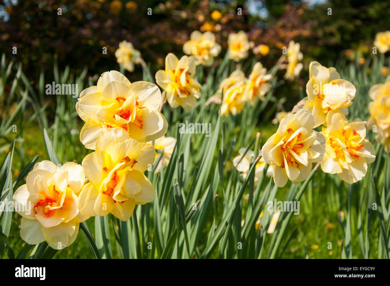 Spring daffodils at the Arboretum City Park in Nottingham ...