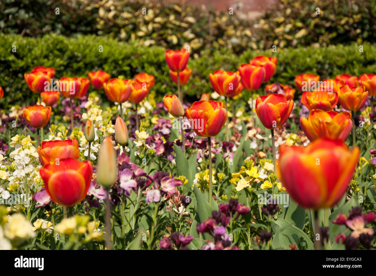 Spring tulips at the Arboretum City Park in Nottingham, Nottinghamshire ...