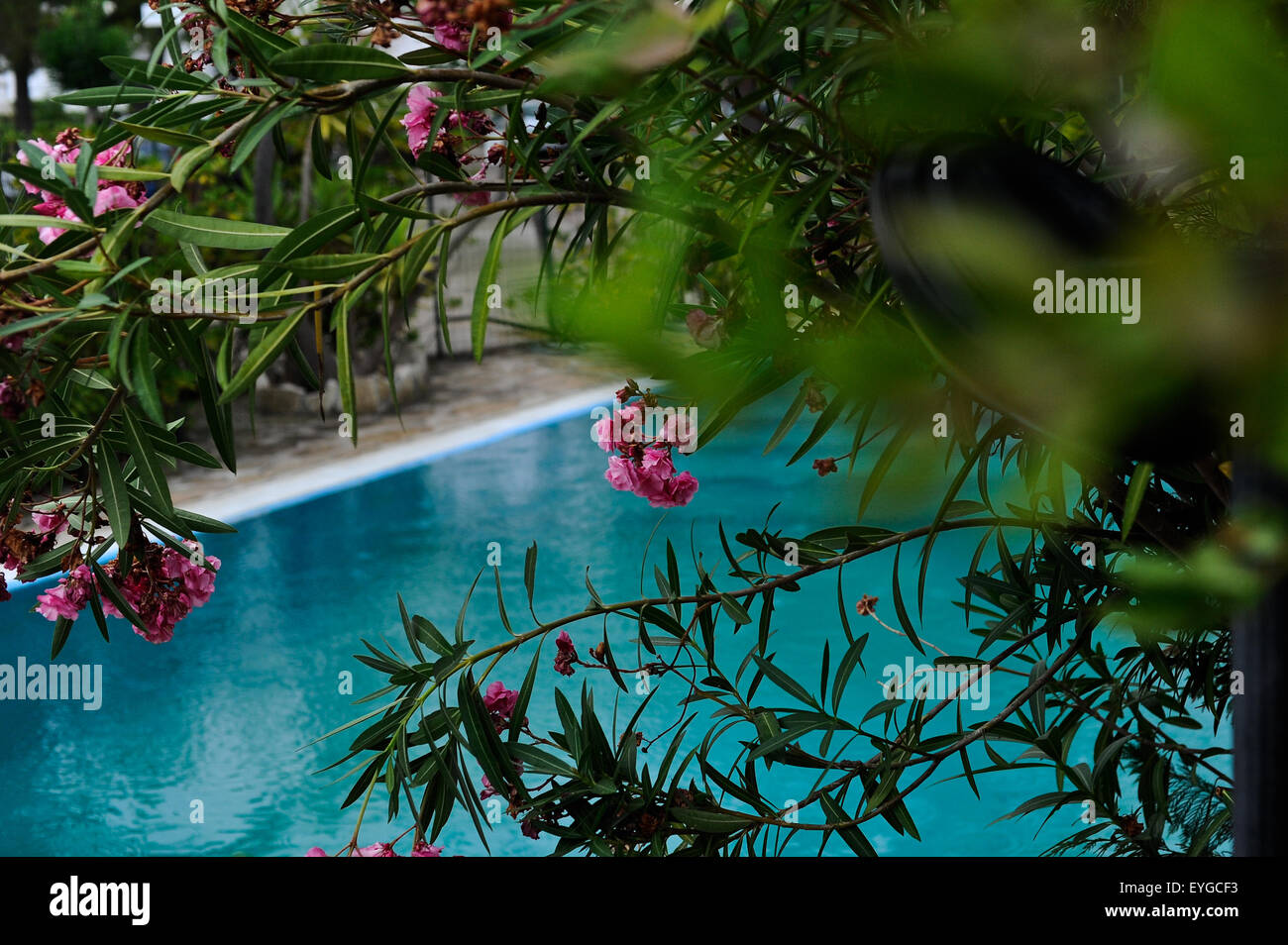 swimming pool seen through garden roses Stock Photo - Alamy