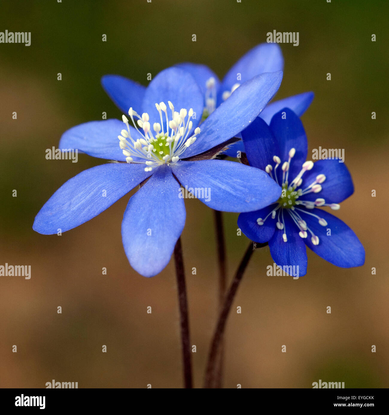 Leberblume hi-res stock photography and images - Alamy