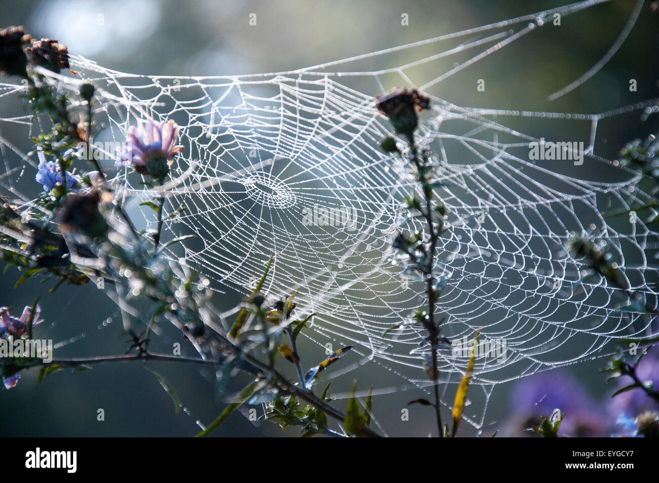 A spiders web caught in the cold winter morning light, Peak District ...