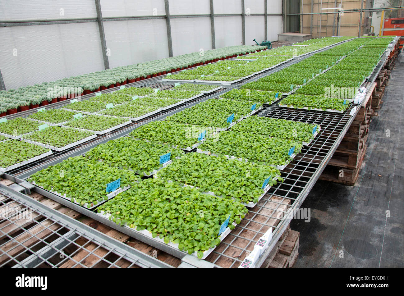 Pots of seedlings growing inside a plant nursery in Nottingham, England ...