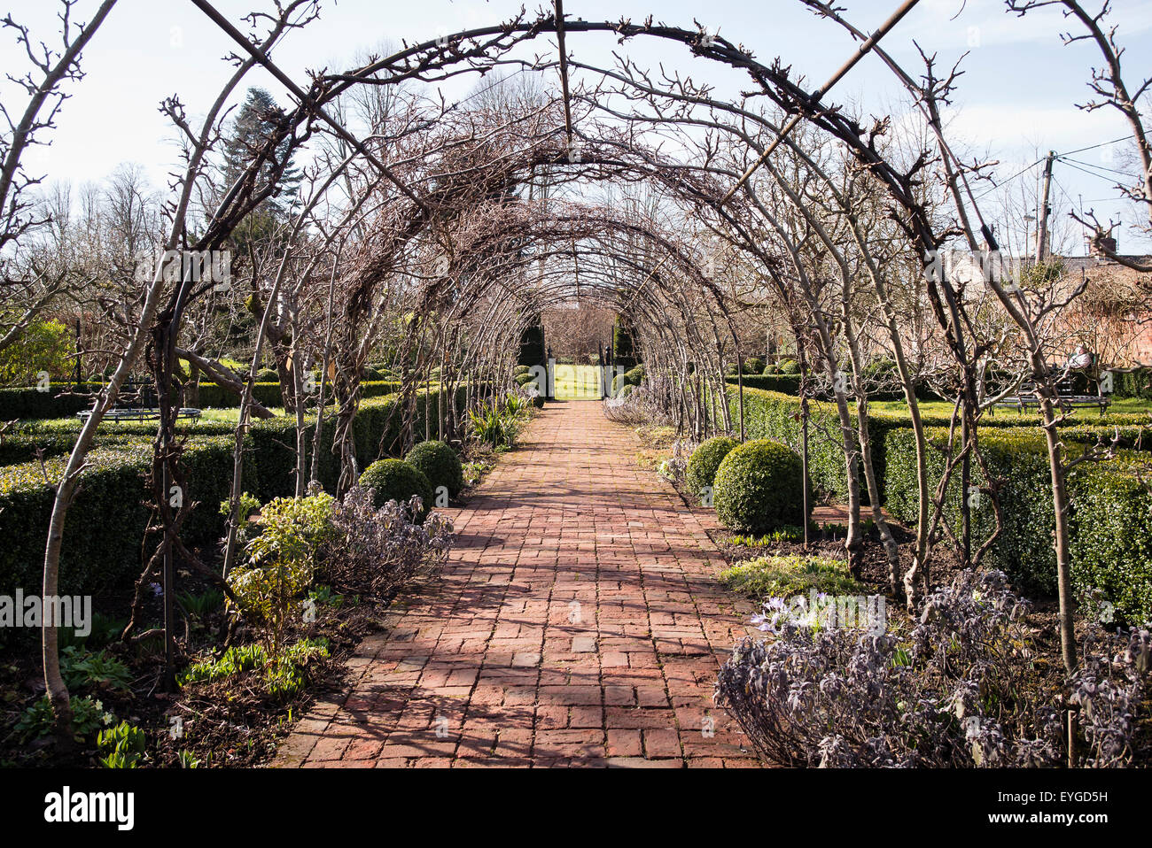 Tunnel frame with trained apple trees in late winter Stock Photo - Alamy
