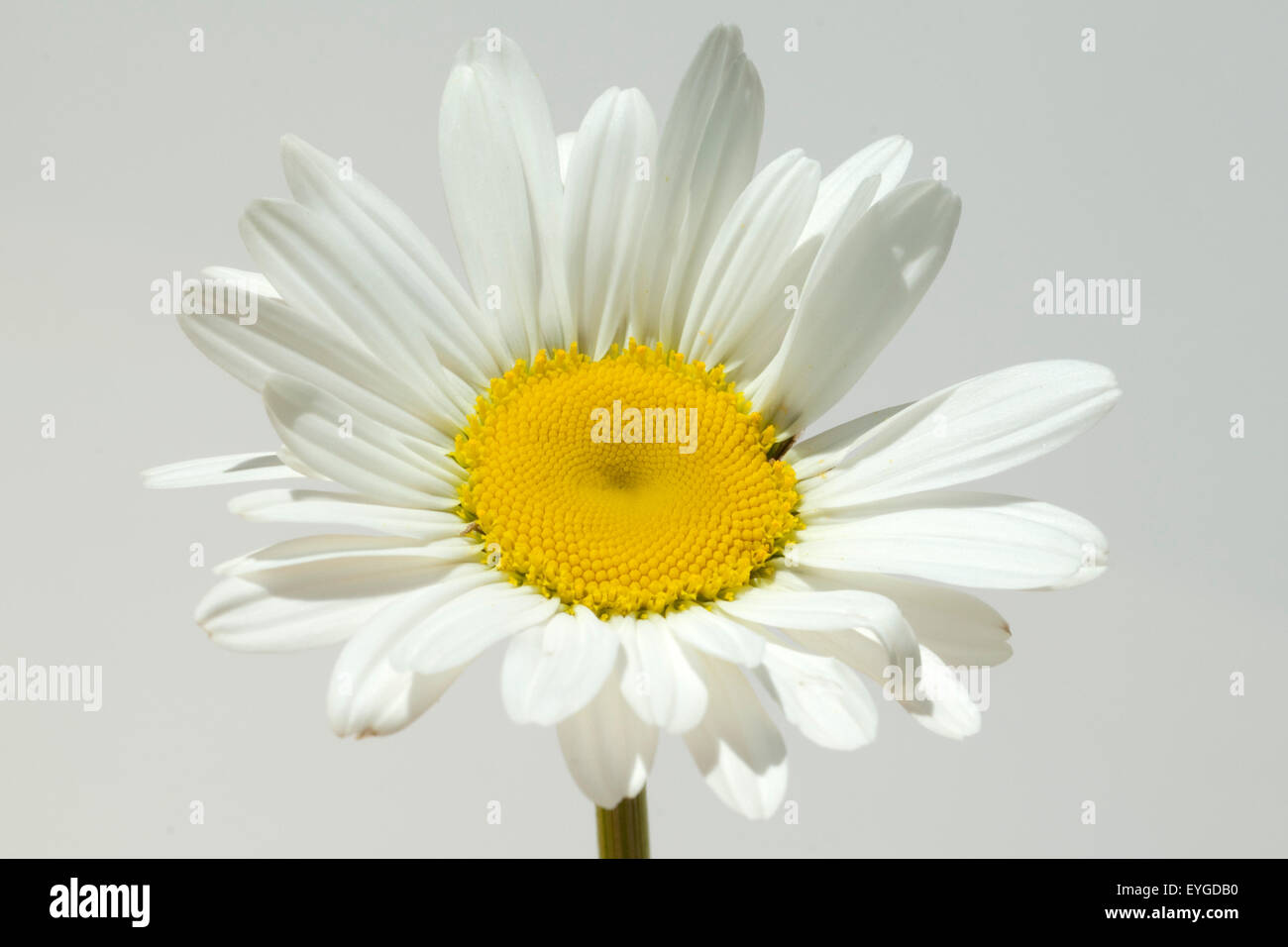 Margariten; Wiesen-Margeriten; Leucanthemum; vulgare Stock Photo - Alamy