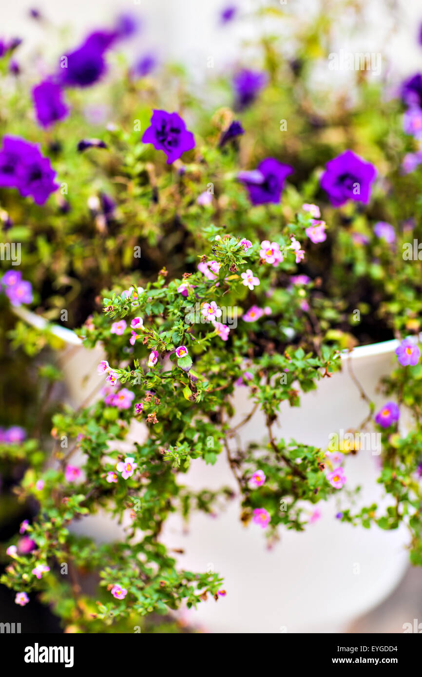 flowers in pot Stock Photo - Alamy