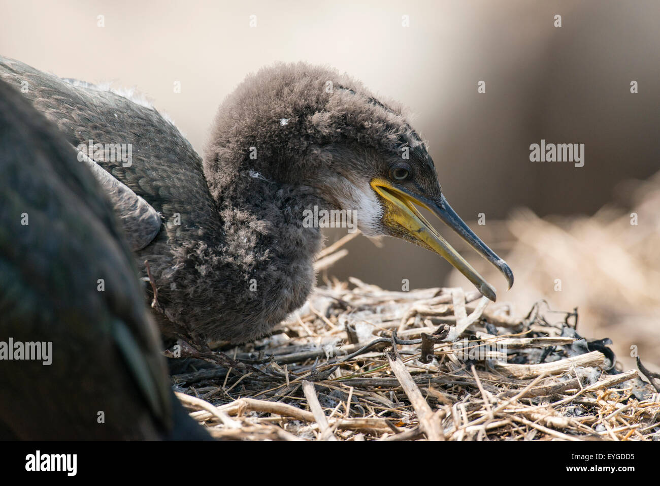 Portrait of chick in sunshine hi-res stock photography and images - Alamy