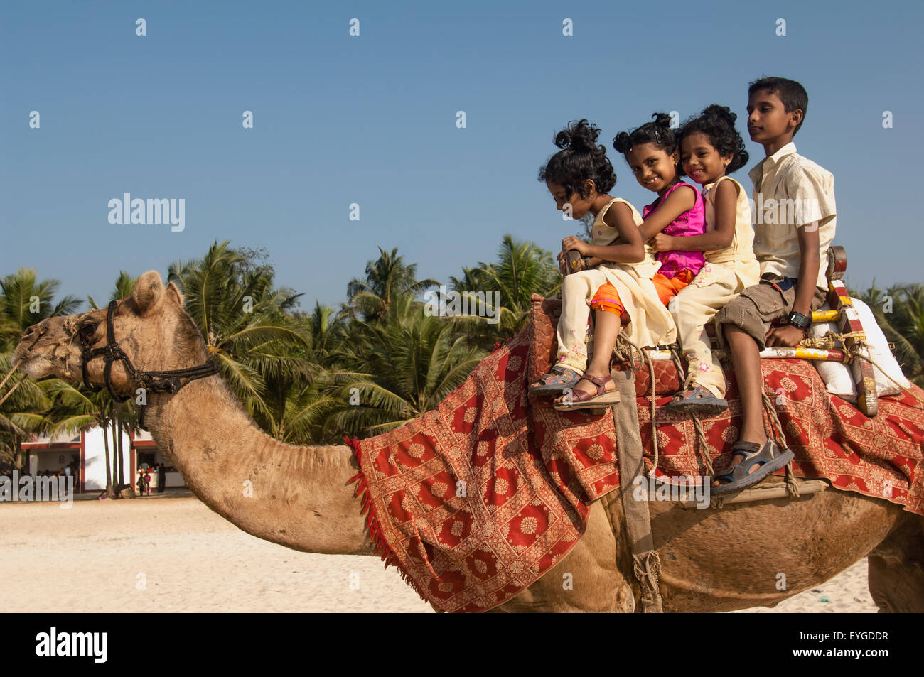 Indian Children Riding A Camel High Resolution Stock Photography and ...