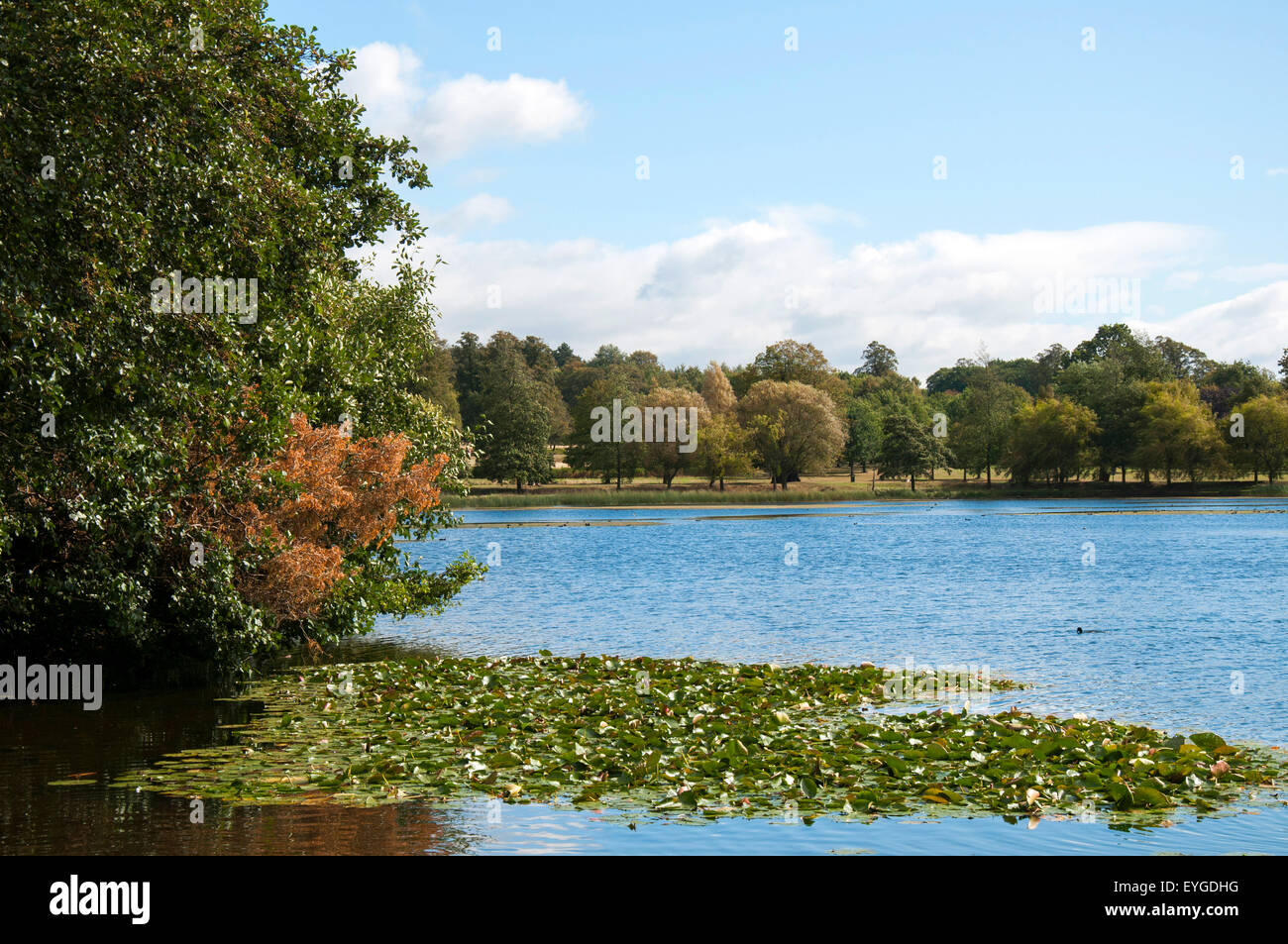 The lake at Wollaton Park in Nottingham, Nottinghamshire England UK ...