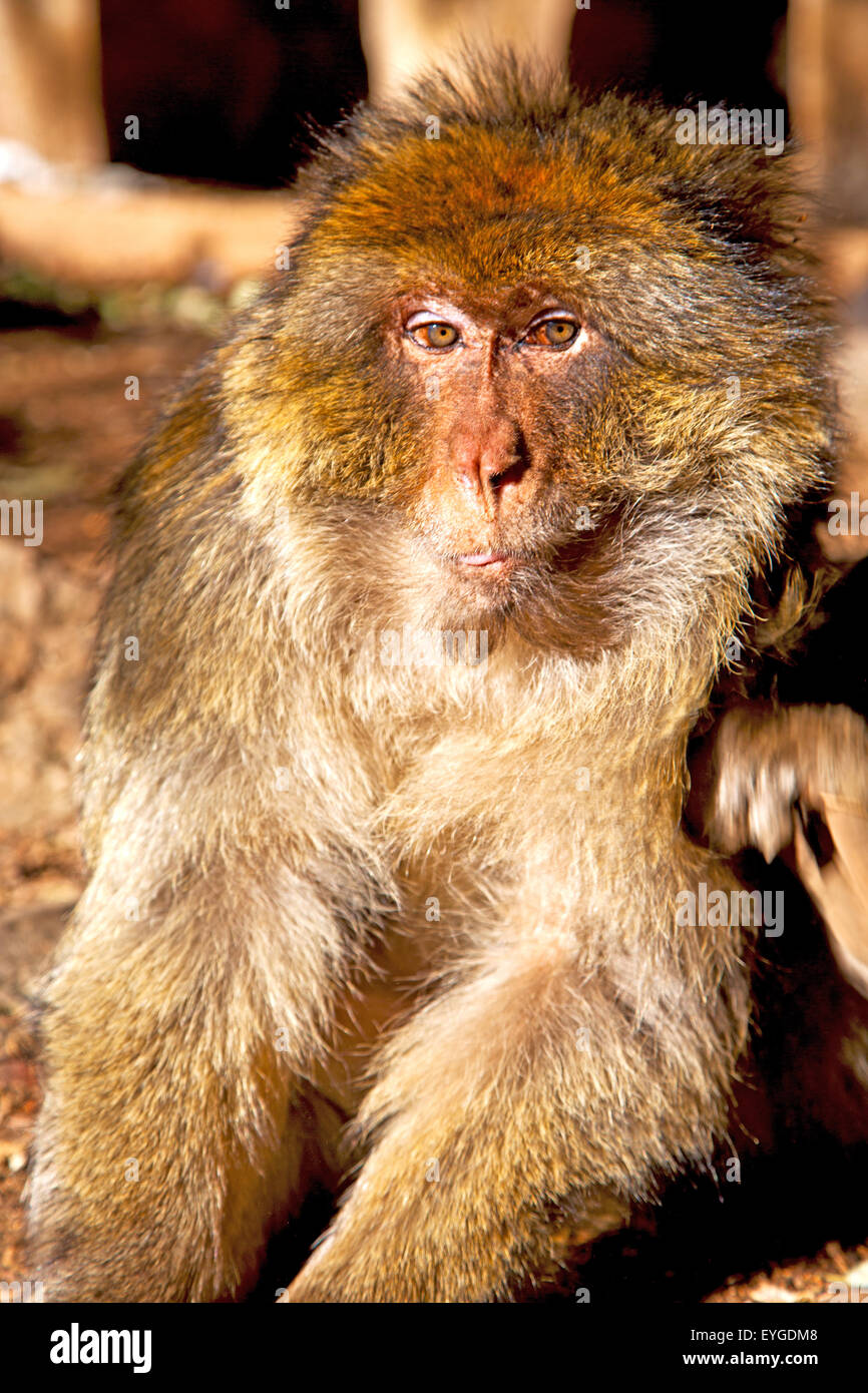 old monkey in africa morocco and natural background fauna close up ...
