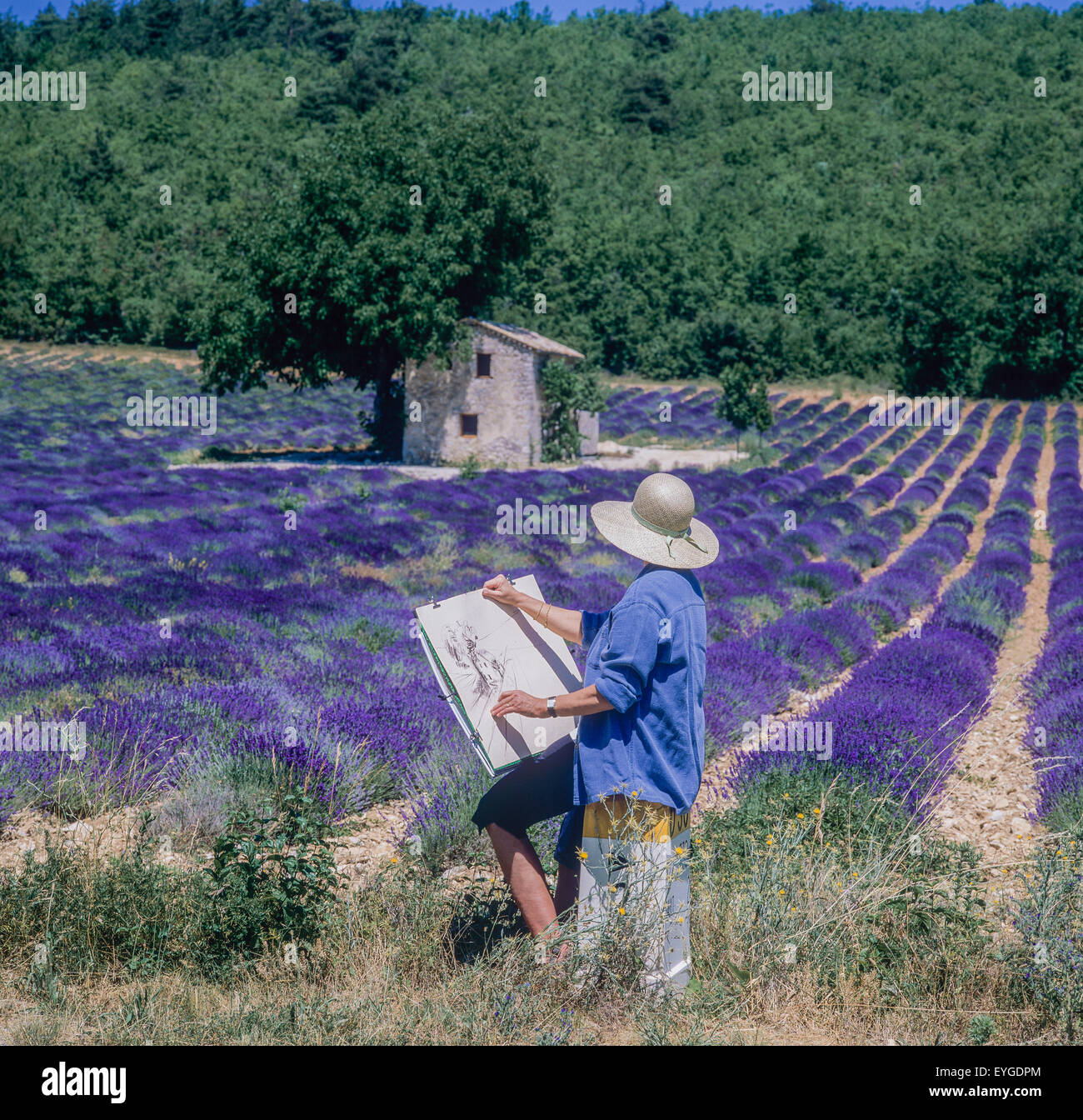 Lavender Fields Drawing