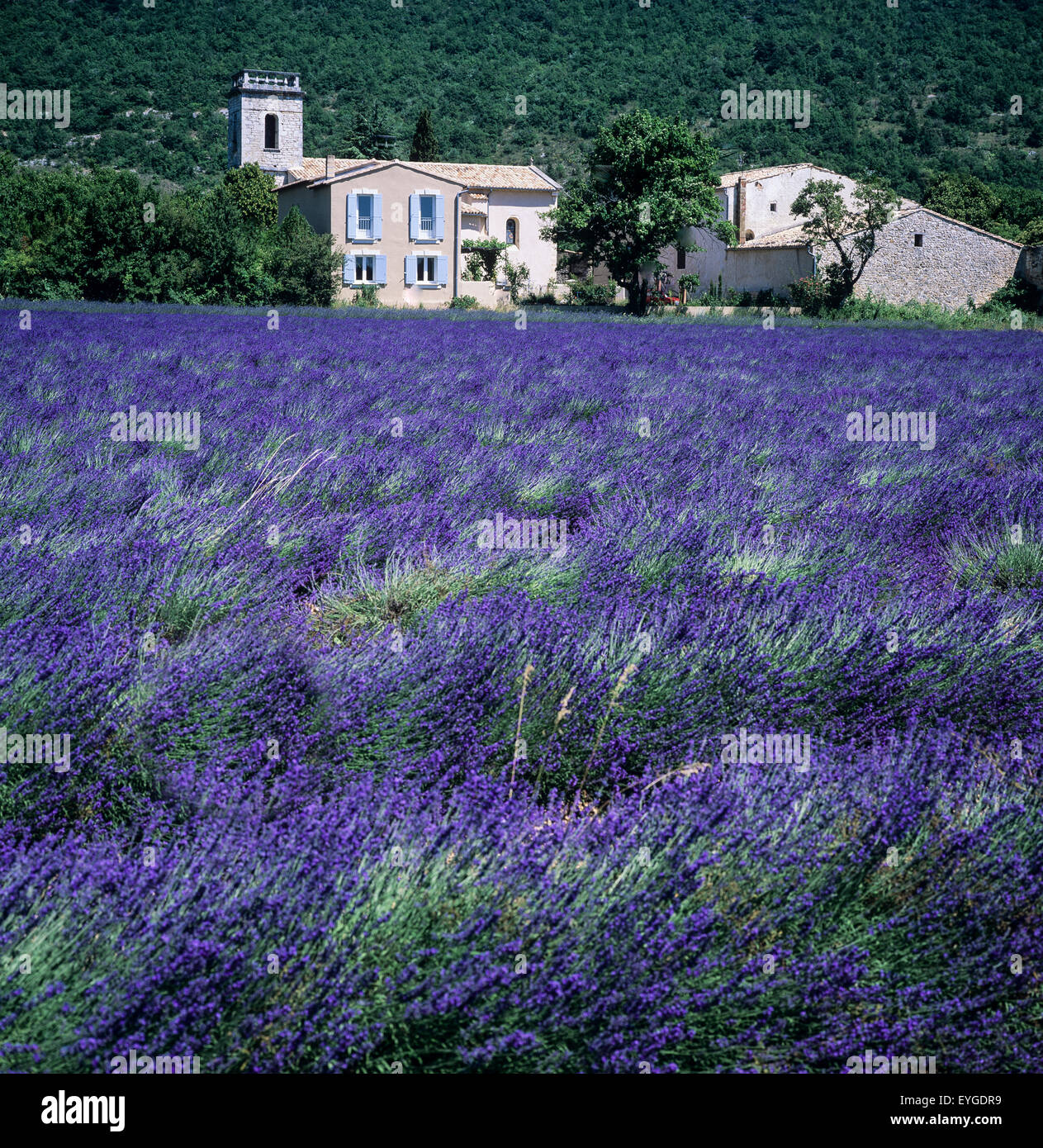 Lavender towers hi-res stock photography and images - Alamy