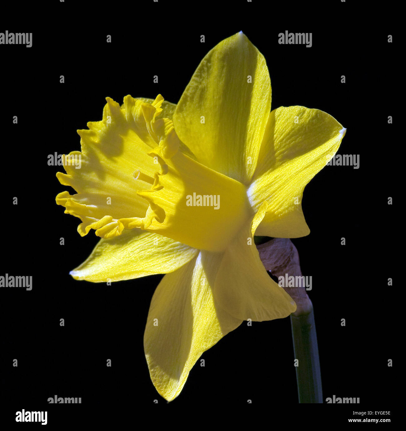 Narzissen hi-res stock photography and images - Alamy