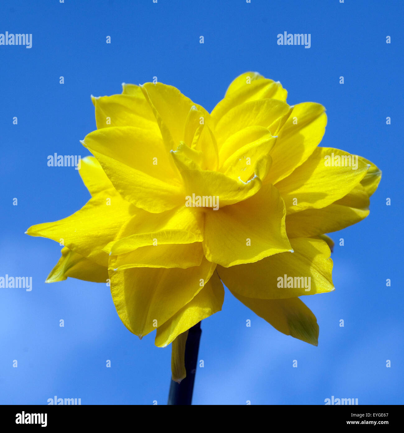 Narzisse narcissus hi-res stock photography and images - Alamy