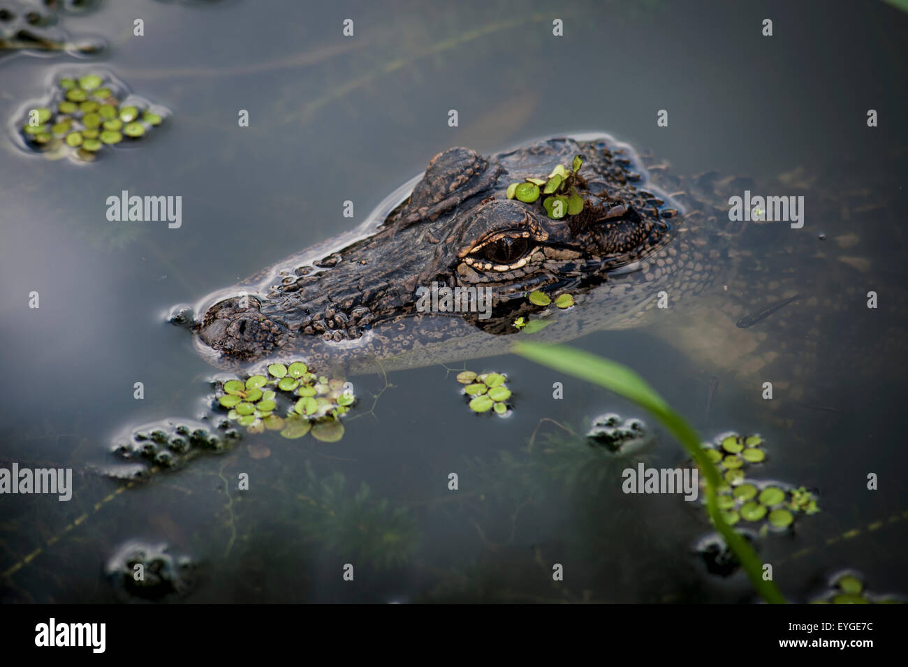 American alligator in duckweed hi-res stock photography and images - Alamy