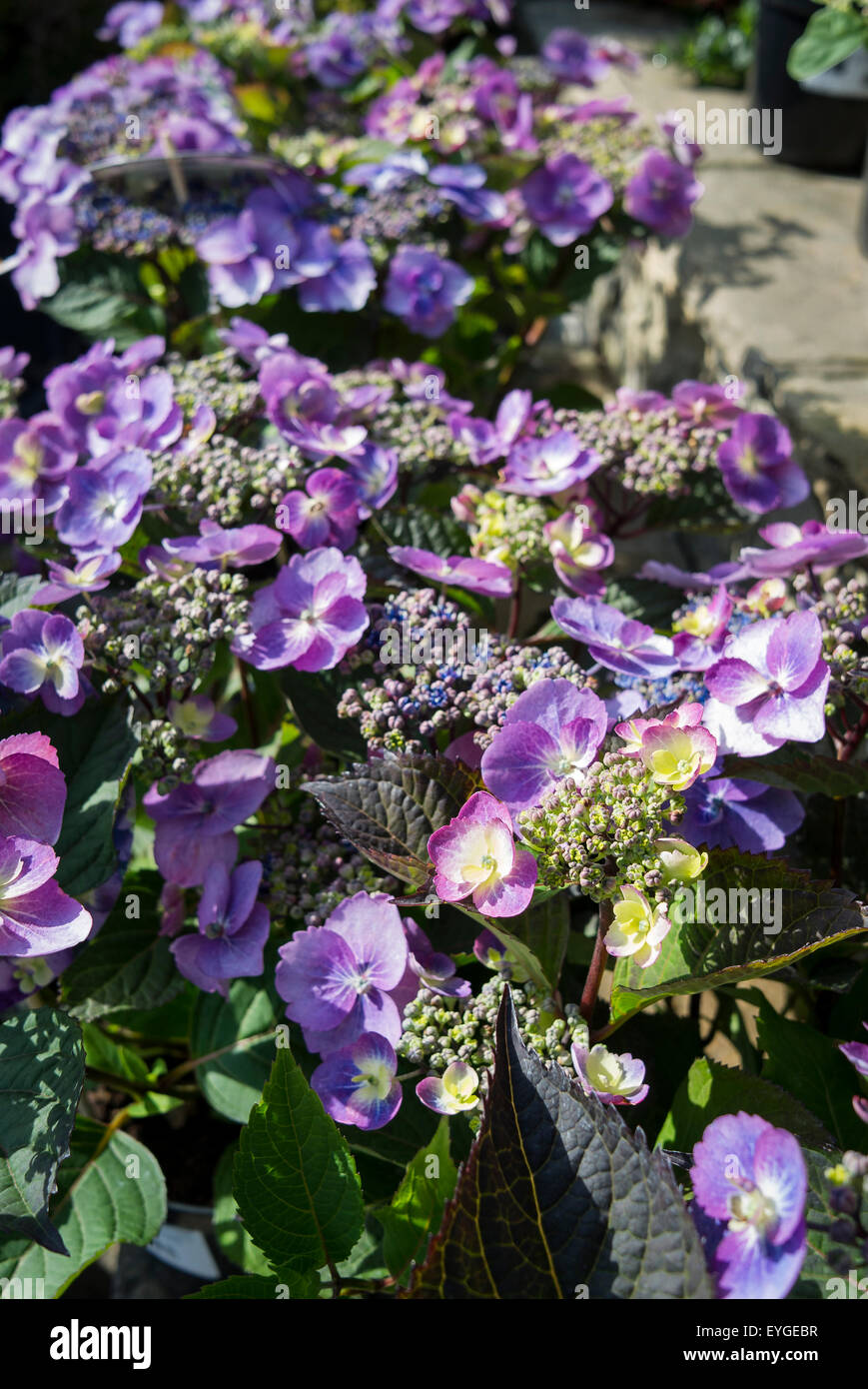 Hydrangea Blueberry Cheesecake Stock Photo - Alamy