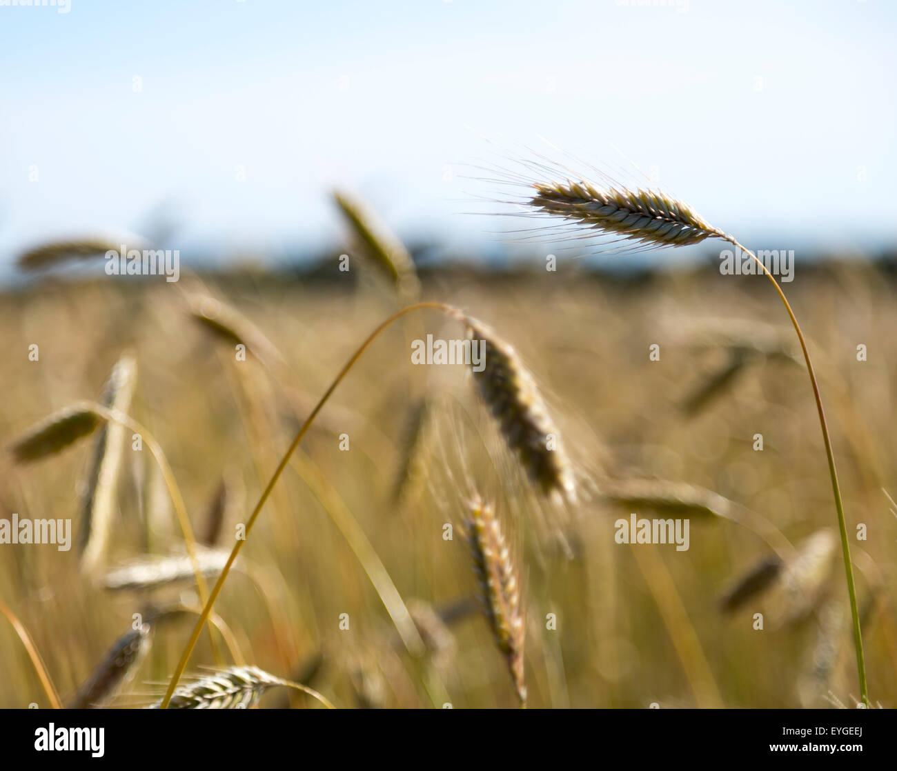 Plenty of Rye in agricultural field Stock Photo - Alamy