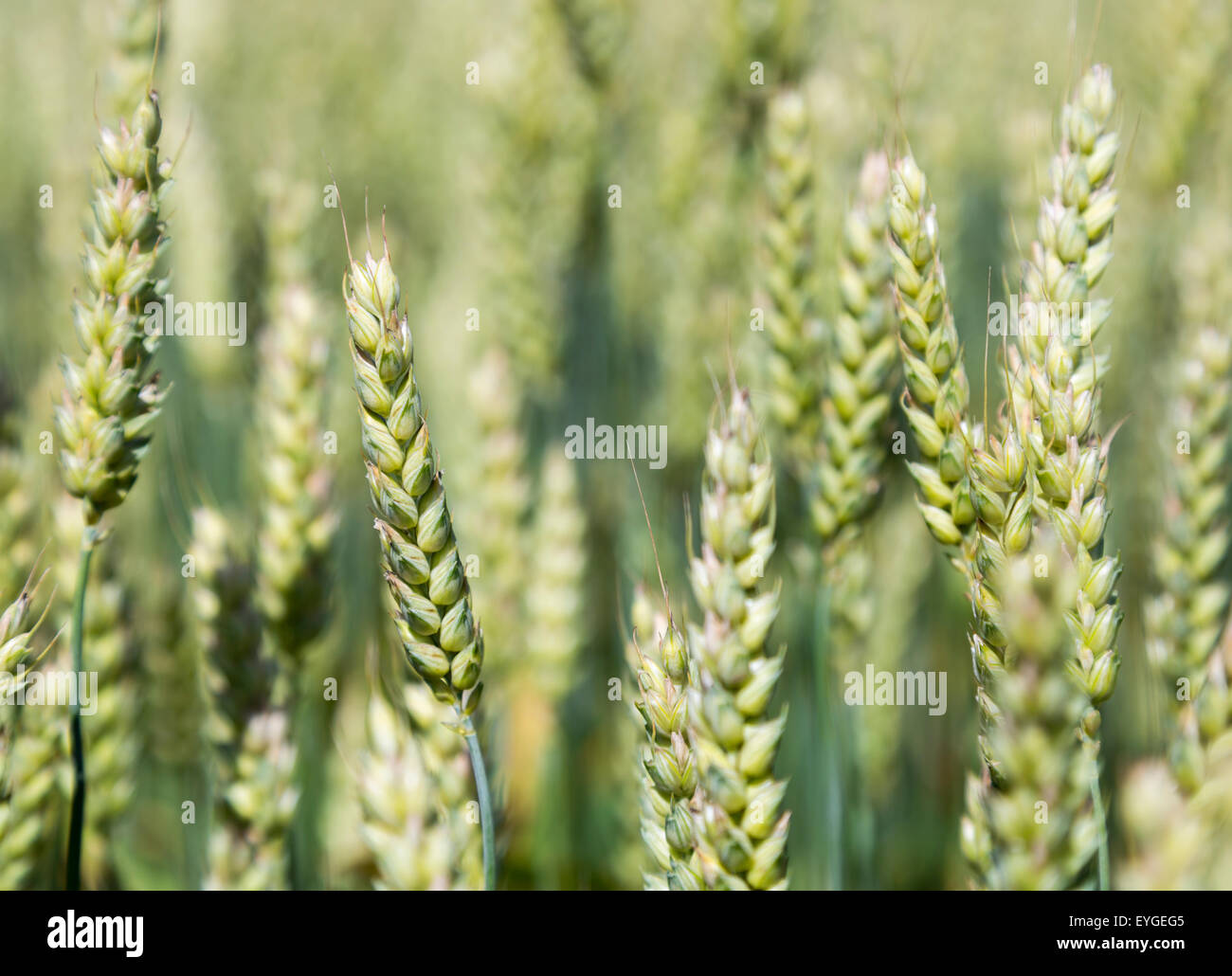 Wheat Growing in Field Stock Photo - Alamy