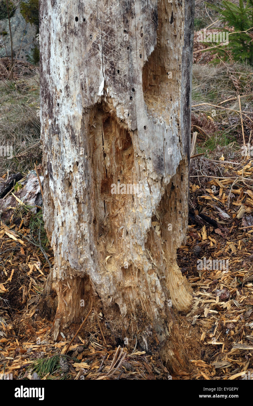Lessebo, Sweden, tree trunk with woodworm infestation Stock Photo - Alamy