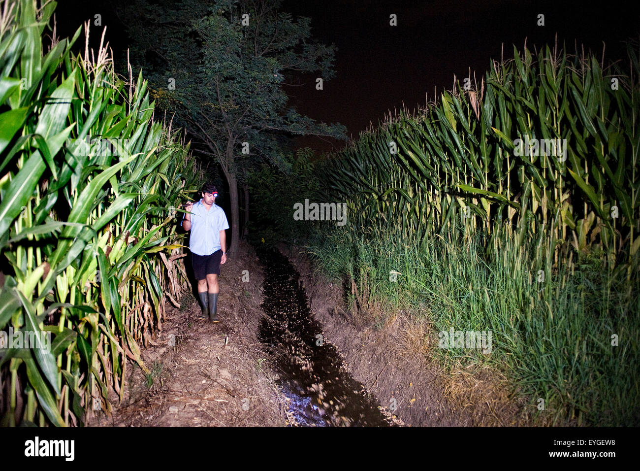 Italy, Cuggiono, Andrea Tenconi farmer Stock Photo - Alamy