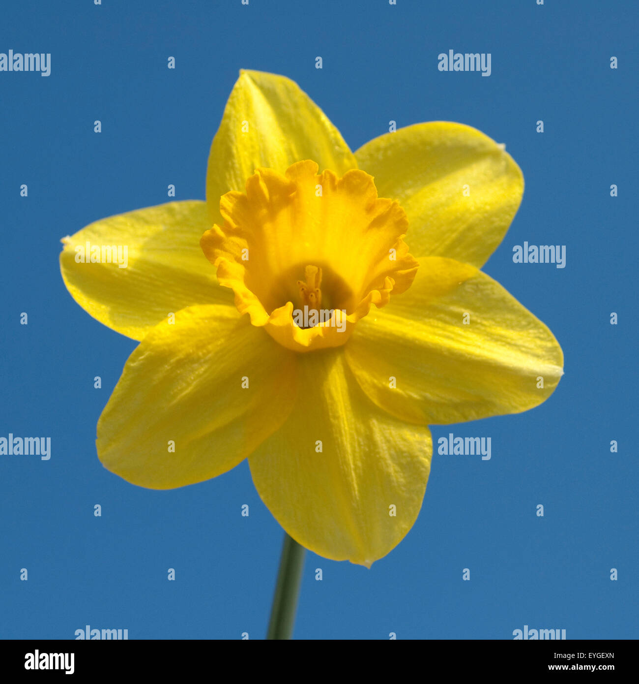 Narzisse, Narcissus, Osterglocke Stock Photo - Alamy