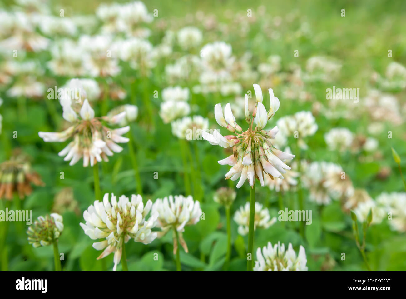 White clover (Trifolium repens Stock Photo - Alamy