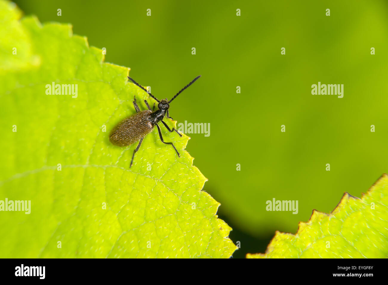 Lagria Hirta High Resolution Stock Photography and Images - Alamy