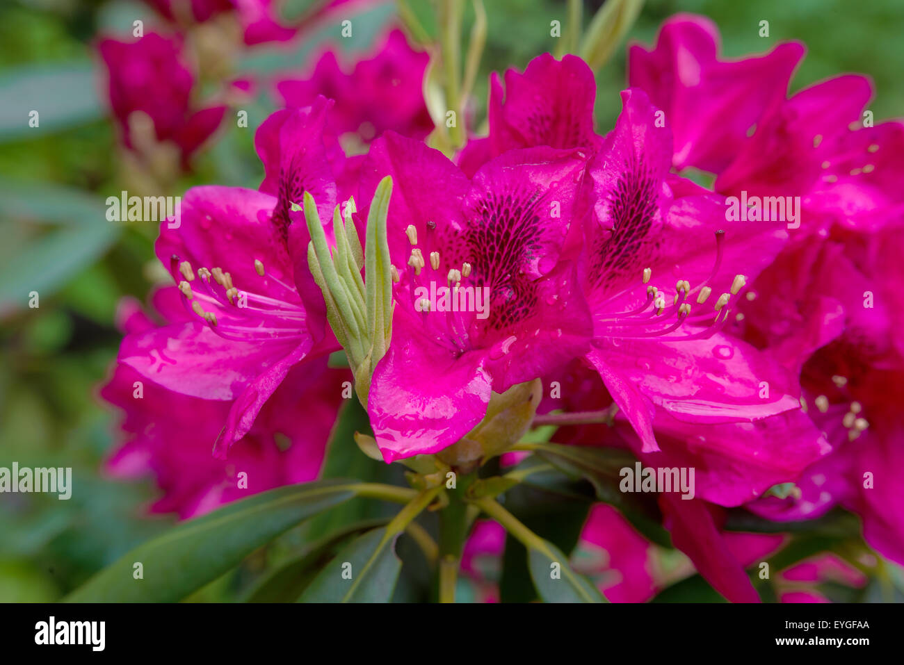 Red azaleas hi-res stock photography and images - Alamy