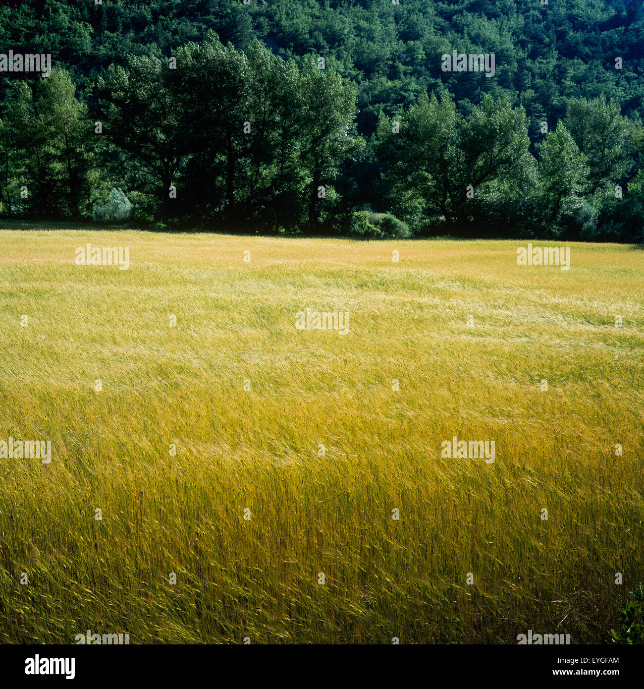 Spelt dinkel hi-res stock photography and images - Alamy