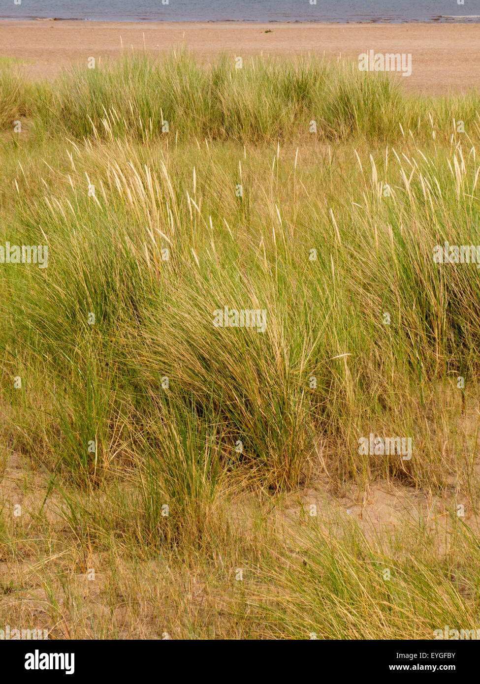 Seeding grass heads hi-res stock photography and images - Alamy