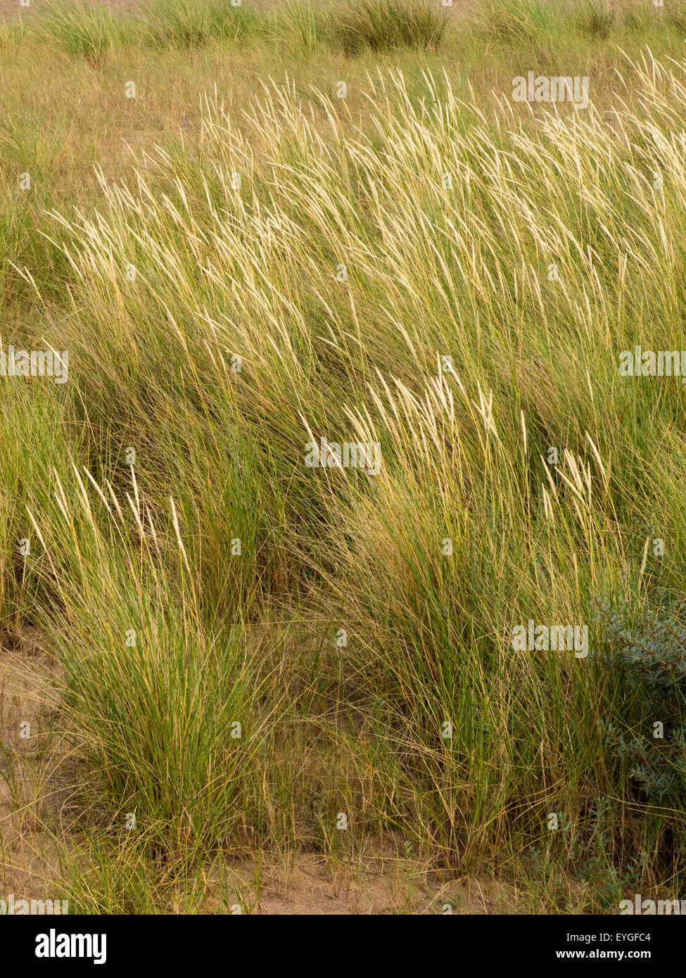 Seeding grass heads hi-res stock photography and images - Alamy