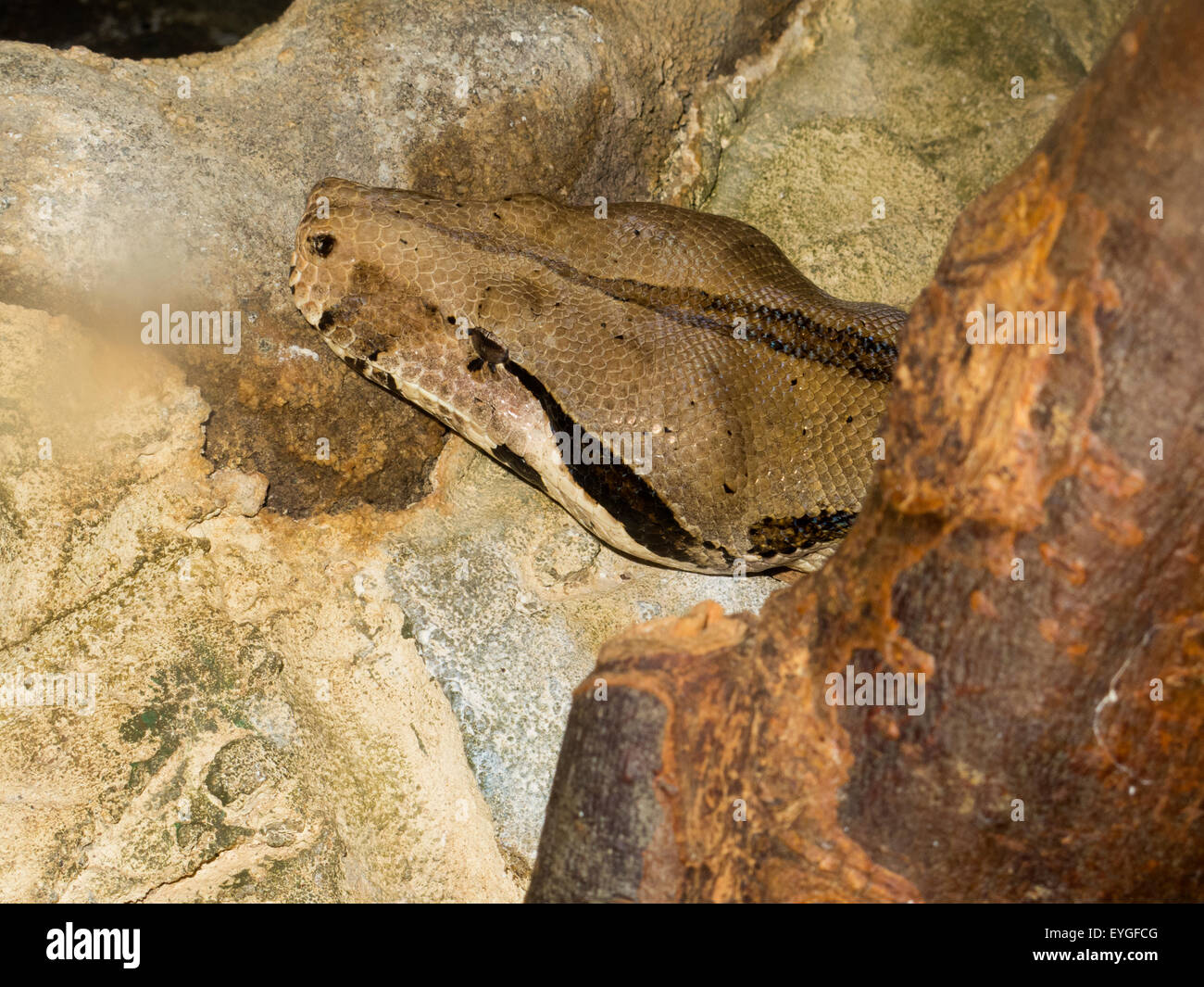Common boa hi-res stock photography and images - Alamy
