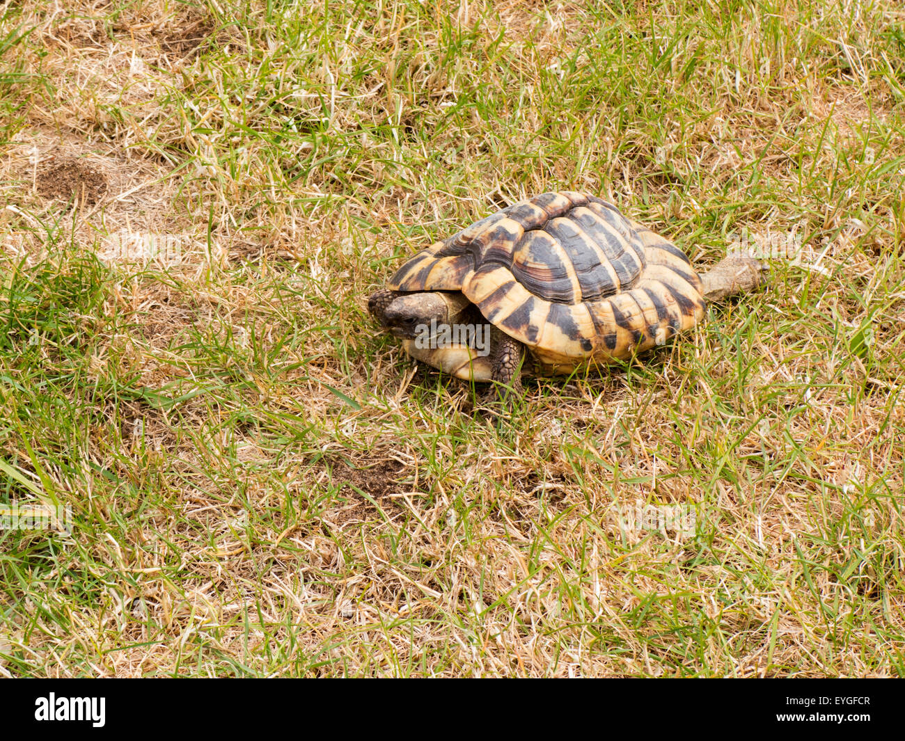 Mediterranean Spur Thighed Tortoise Stock Photo - Alamy