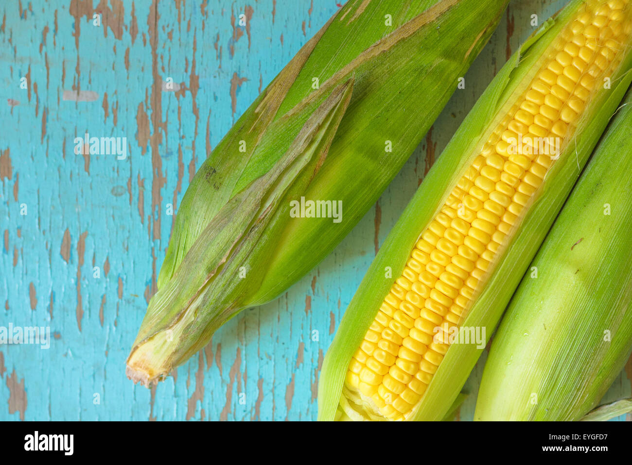 Freshly picked ear of maize, sweet corn cob on rustic blue wood ...