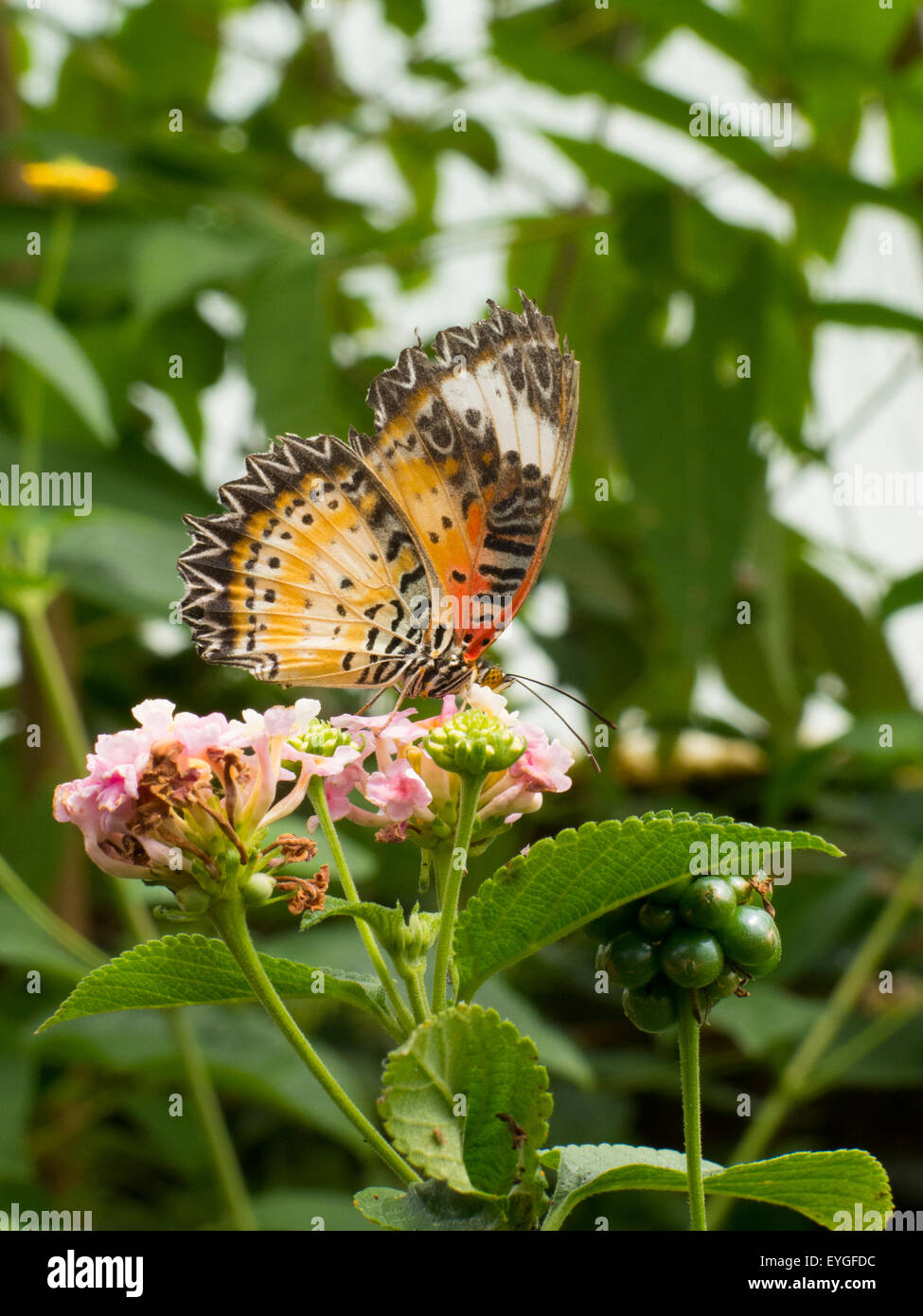 Malay Lacewing Butterfly feeding Stock Photo - Alamy
