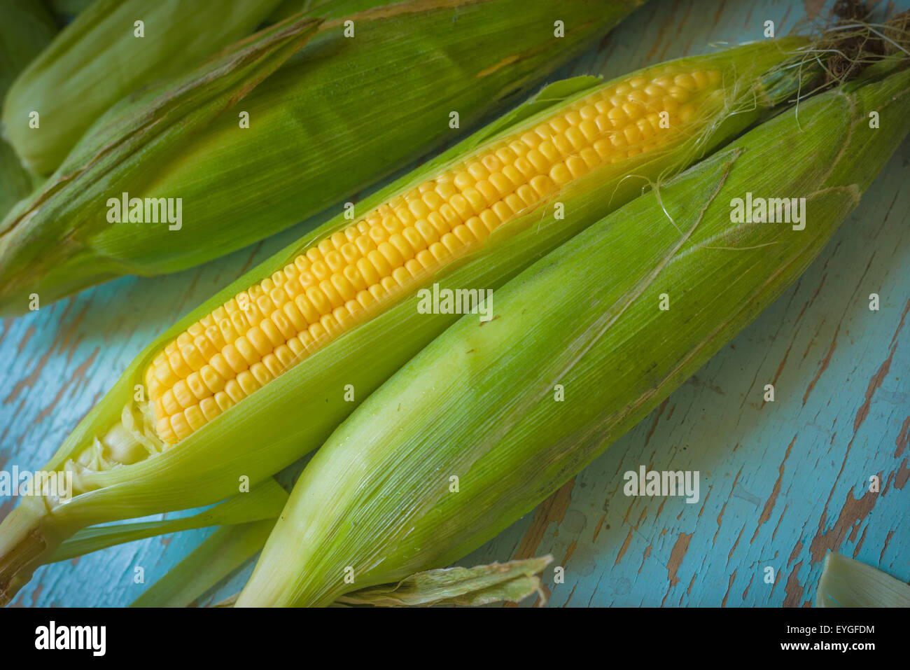 Freshly picked ear of maize, sweet corn cob on rustic blue wood ...